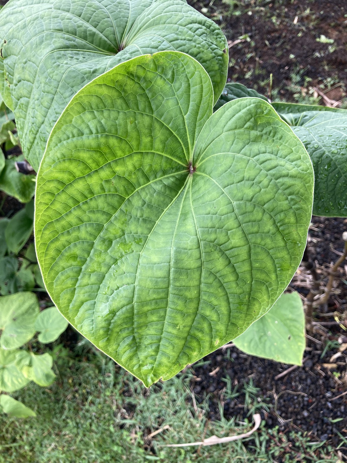 International Kava Organization (IKO) | Revolutionizing Tradition: The ...