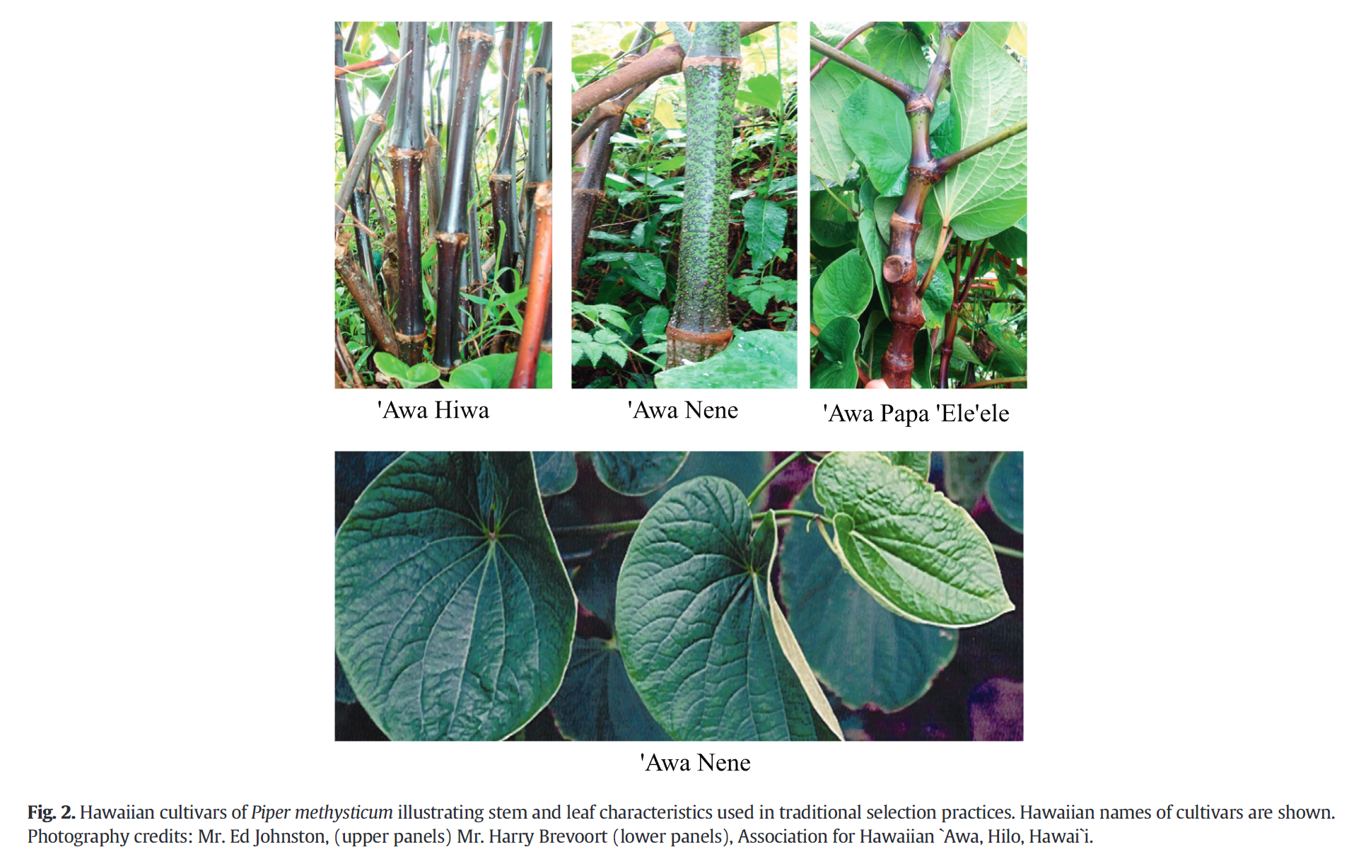 International Kava Organization (IKO) | Discovering The Magic Of Kava ...